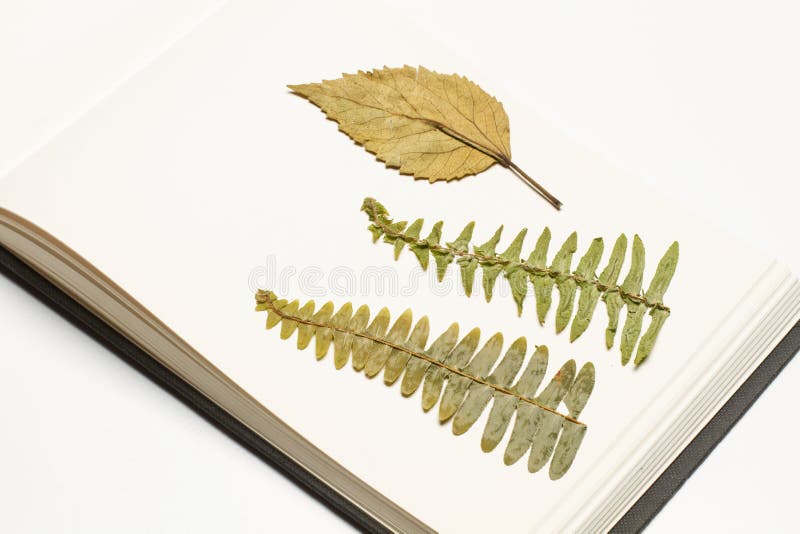 Dry Leaves on an Open Notepad on a White Background Stock Photo - Image ...