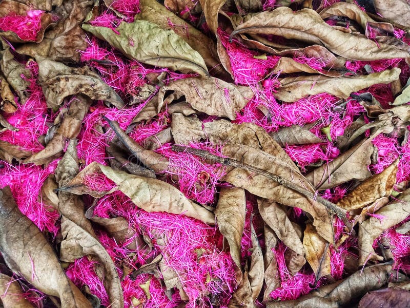 Dry Leaves, Red Guava Flowers, Dry Trash, Under the Tree Stock Image ...