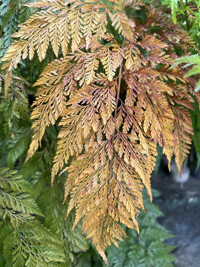 Dry Fern Leaf stock image. Image of fern, grass, abstract - 278269069