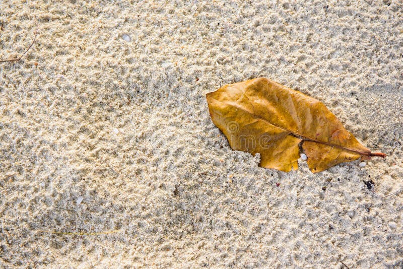 Dry leaves on the sand stock image. Image of colorful - 80072669