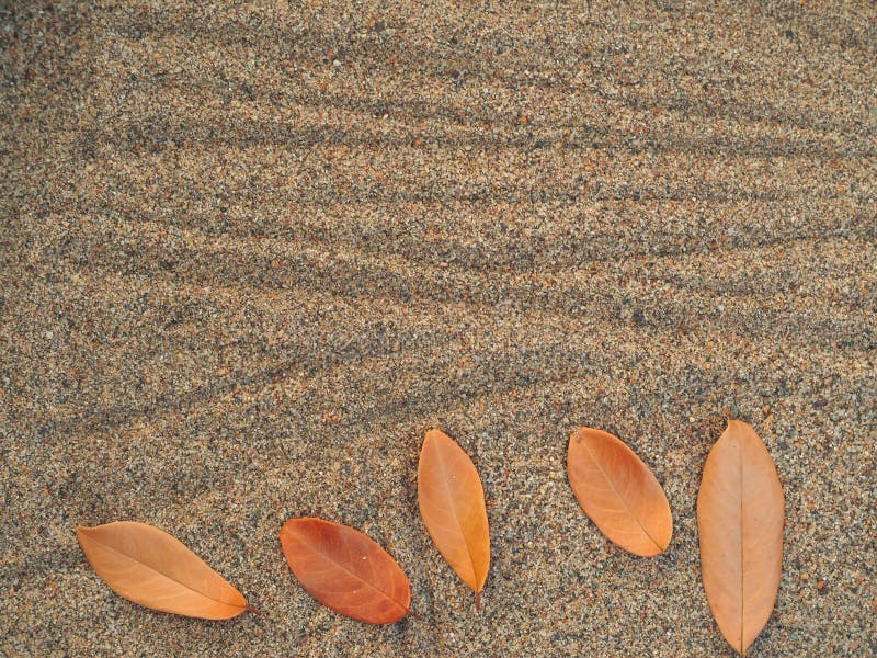 Dry Leaves on Sand Surface for Summer Minimalist Style Copy Paste Space ...
