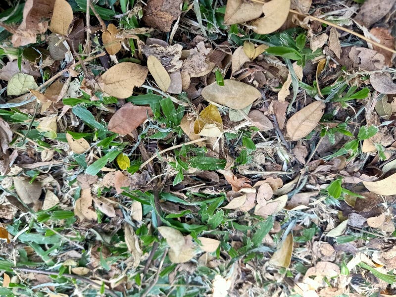 Dry Leaves Scattered in the Garden Stock Photo - Image of scattered ...