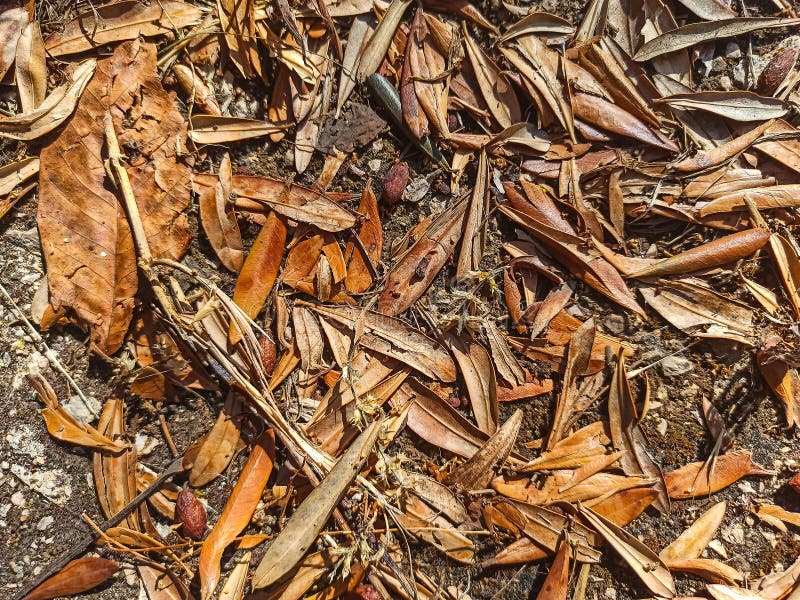 Dry leaves seen from above stock photo. Image of leaves - 236391984