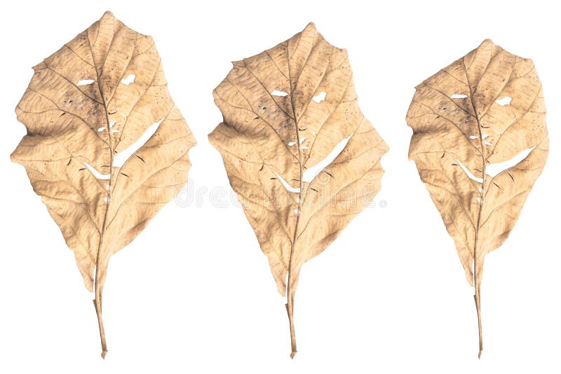 Dry Leaves Shaped Like Smiling Isolated on White Background Stock Photo ...