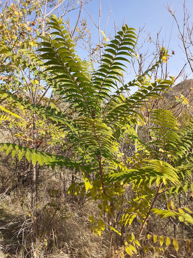 Dry leaves and shell stock photo. Image of woodland - 201004834