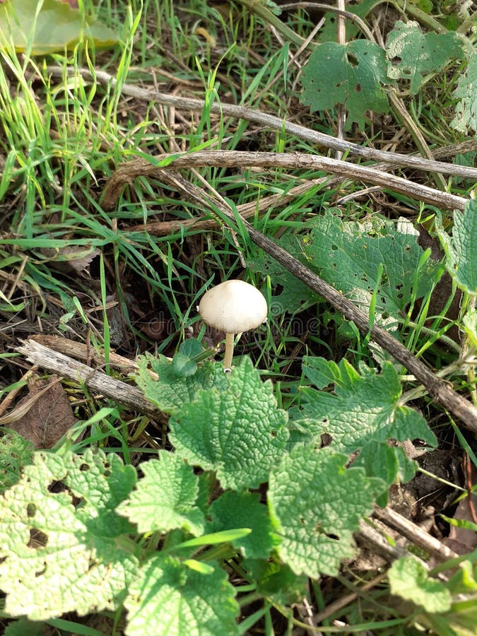 Dry leaves and shell stock photo. Image of soil, woodland - 201006748