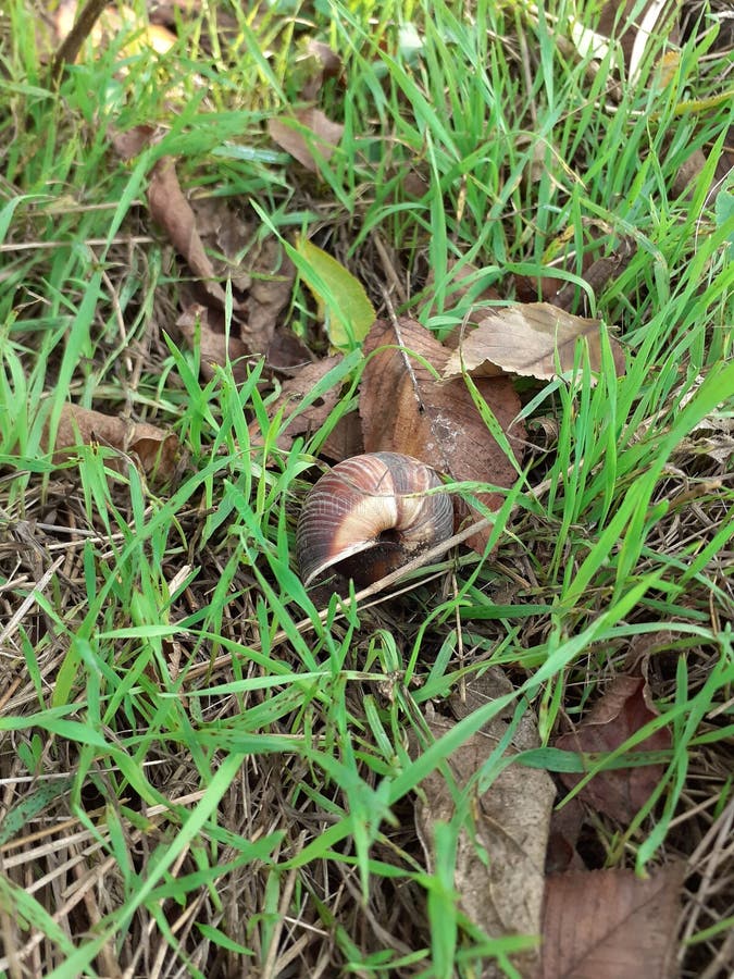 Dry leaves and shell stock photo. Image of trunk, soil - 201007244