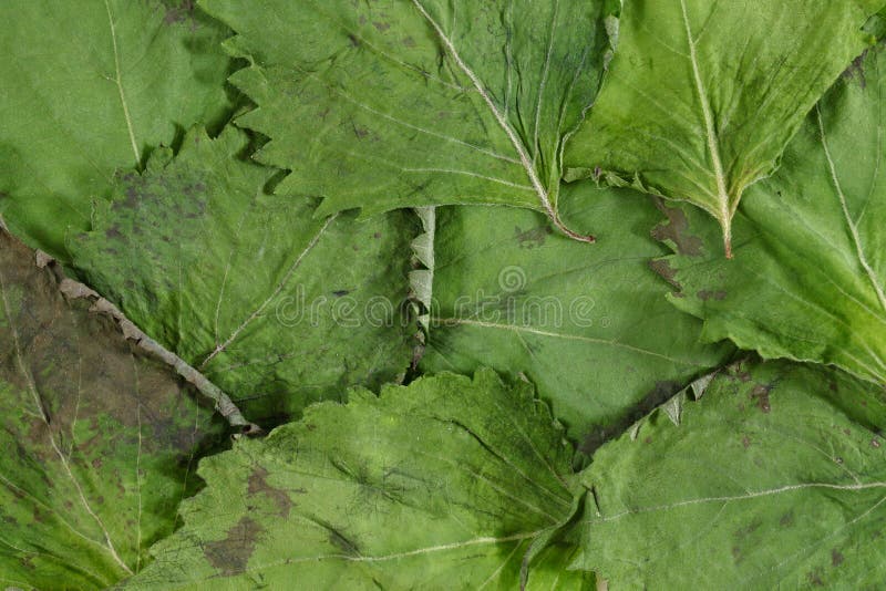 Dry Leaves Shiso Background. Stock Photo - Image of ooba, leaves: 43574748