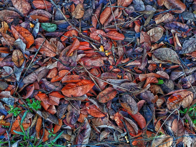 Dry Leaves and Small Twigs from the Trees Fell To the Ground Stock ...