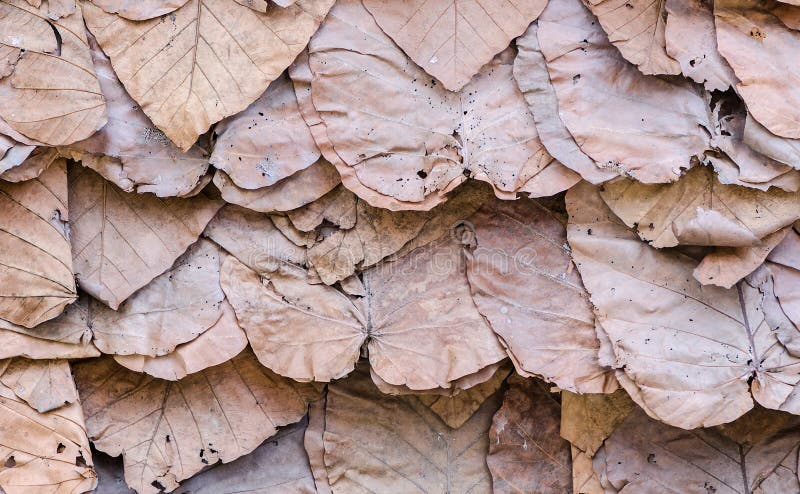 Dry leaves stock photo. Image of heap, close, fall, leaf - 70346632