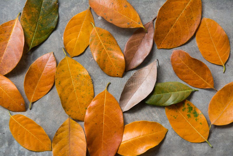 Dry Leaves Texture of Autumn Stock Photo - Image of background, fall ...