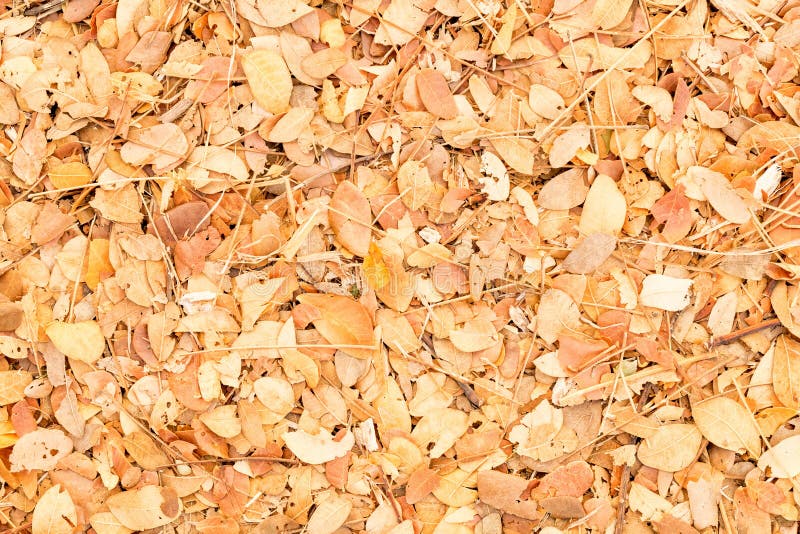 Dry Leaves Texture and Background Stock Image - Image of nature ...