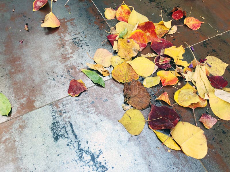 Dry Leaves Texture: the Beauty of Autumn Leaves. Tree Leaf on a Rusty ...