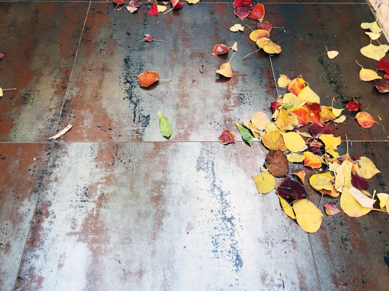 Dry Leaves Texture: the Beauty of Autumn Leaves. Tree Leaf on a Rusty ...