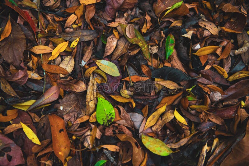 Dry Leaves Texture Dried Forest Floor Backdrop. Stock Image - Image of ...