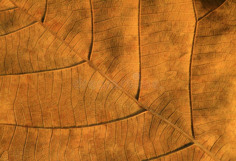 Dry leaves textured stock photo. Image of plant, close - 23643456