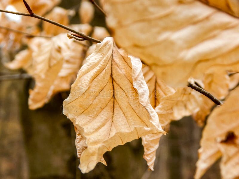 Dry leaves on the tree stock image. Image of autumn - 216397965