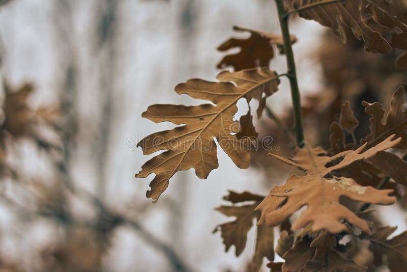 Dry Leaves on the Tree in Autumn Stock Image - Image of outdoors ...