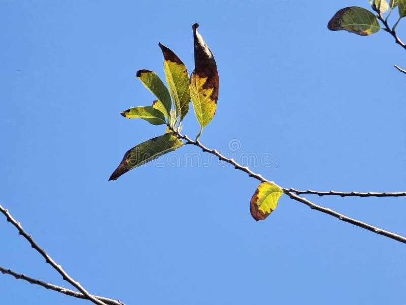 Dry Leaves on a Tree Branch Stock Photo - Image of blue, bright: 366422092