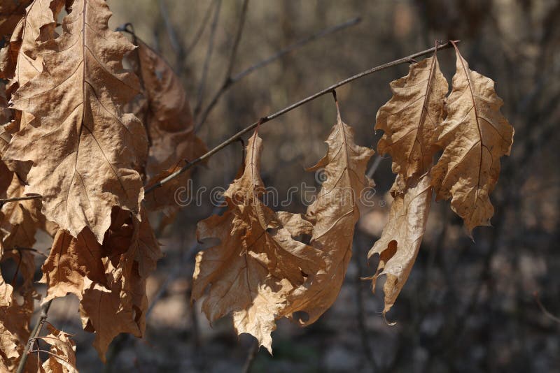 Dry Leaves on a Tree Branch. Stock Photo - Image of dead, cold: 215676564