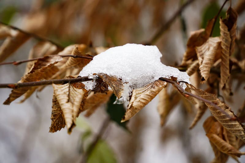 Dry Leaves on a Tree in a Winter Forest Stock Image - Image of season ...