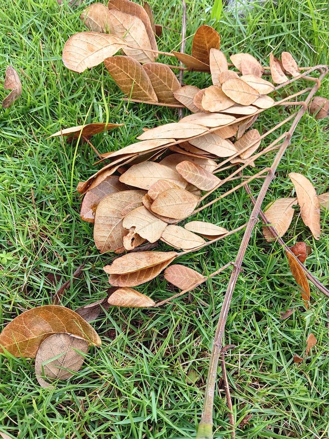 Dry Leaves and Twigs on the Grass Stock Photo - Image of grass, brown ...
