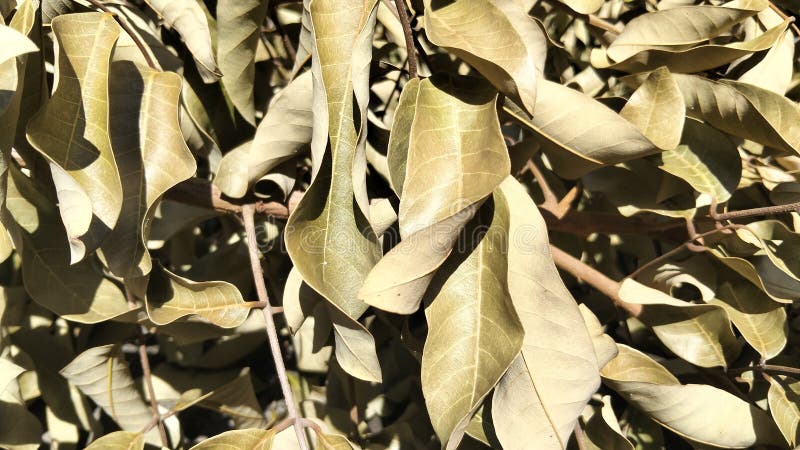 Dry Leaves Under the Hot Sun Stock Photo - Image of leaves: 377281076