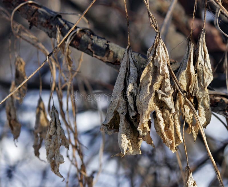 The Dry Leaves and Vines of Hops in the Winter Forest Stock Image ...