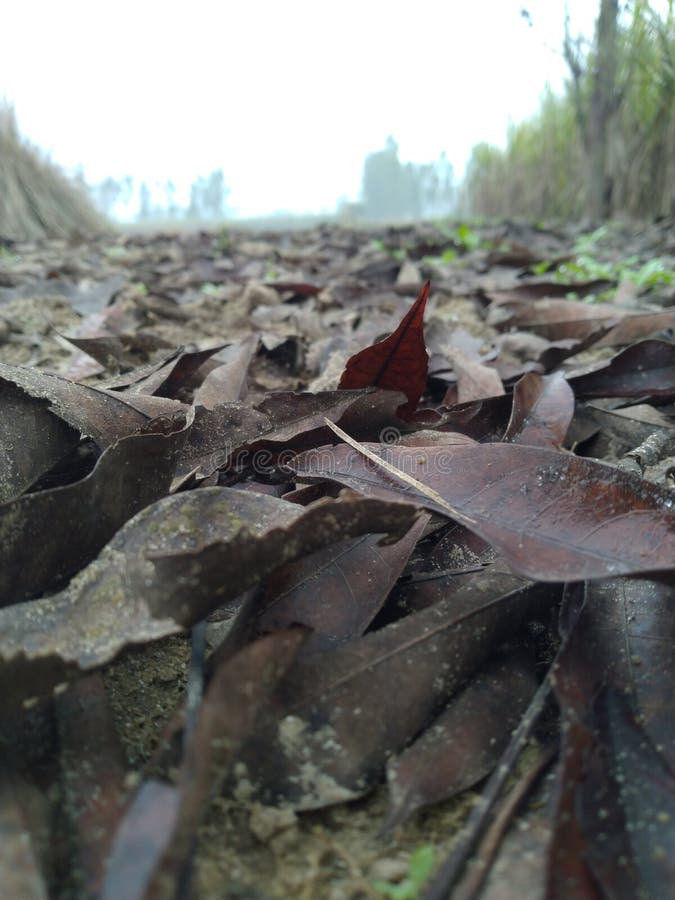 Dry leaves on a way stock image. Image of sugarcane - 169974355