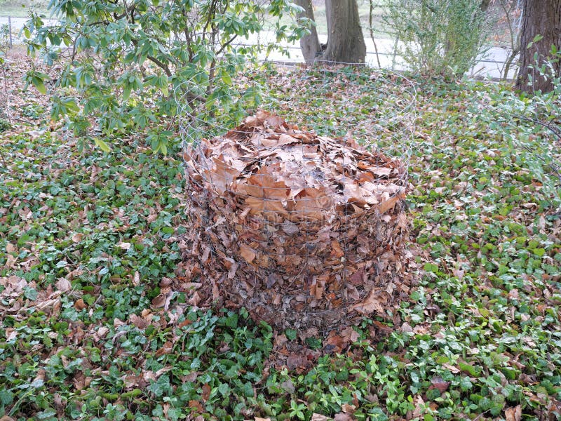 Dry Leaves in a Wire Basket for Composting Stock Image - Image of green ...