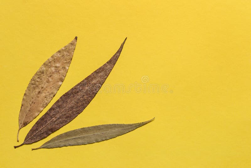 Dry leaves on yellow stock image. Image of herbarium - 260338565