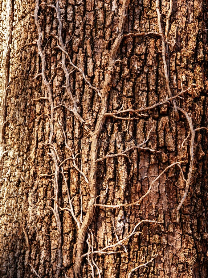 Dry Liana Stem on Tree Bark Texture Flat View Stock Photo - Image of ...