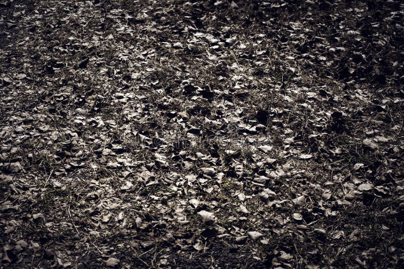 Dry life laying on ground stock image. Image of life - 201859511