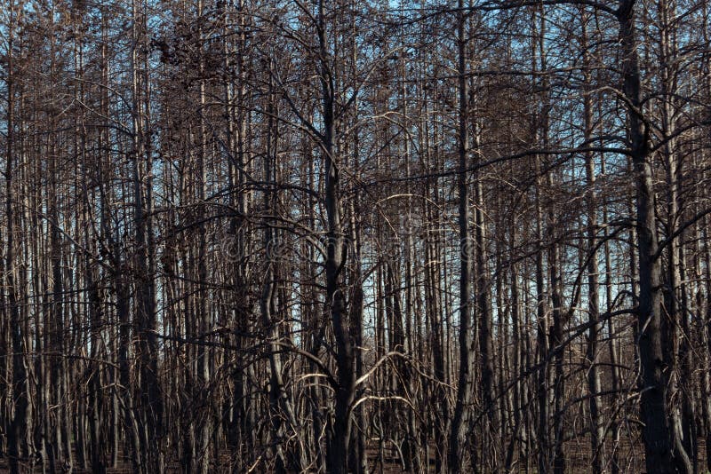 Dry Lifeless Trees after a Fire. the Dead Forest. Black Trunks and ...