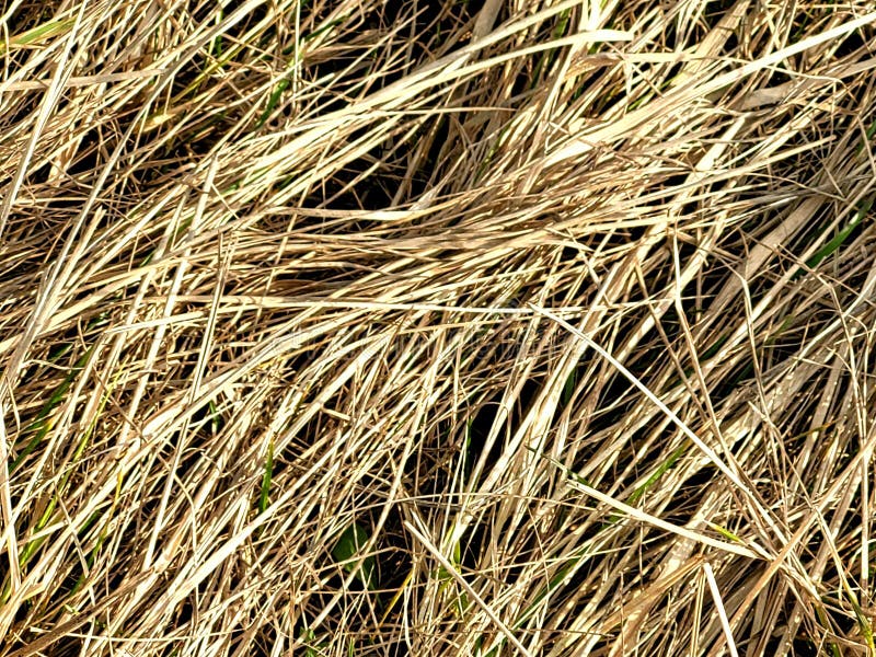 Dry Light Brown Grass on Meadow. Hay. Background Stock Image - Image of ...
