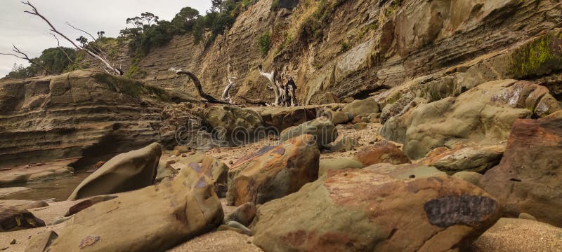 Dry Log of the Fallen Tree on the Rock Beach on a Cloudy Day Stock ...