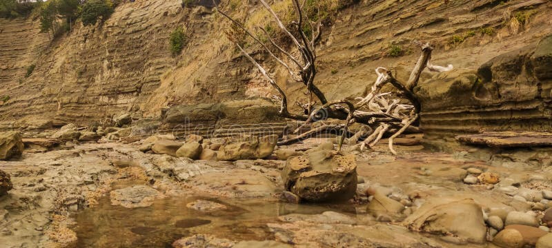 Dry Log of the Fallen Tree on the Rock Beach on a Cloudy Day Stock ...