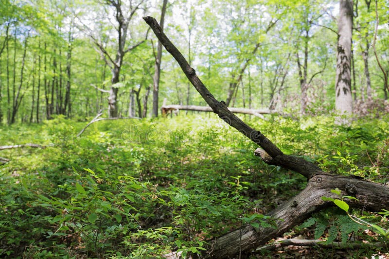 Dry Log in Forest stock image. Image of nature, broken - 108903935