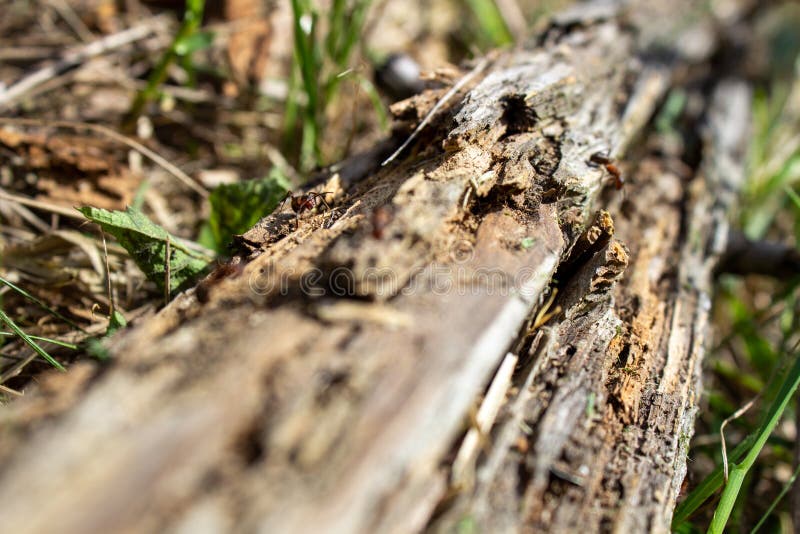 A Dry Log in the Grass, on Which Large Ants Crawl. Rotten, Old Log ...