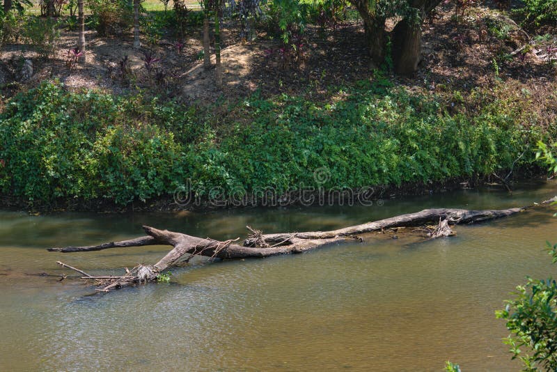 Dry log in the stream stock image. Image of mountain - 150515541