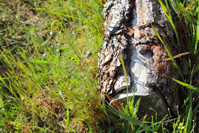 Dry Log with Thick Bark in the Grass Stock Image - Image of grass ...