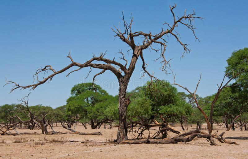 Dry Lonely African Tree, the Effects of Deforestation and Climate ...