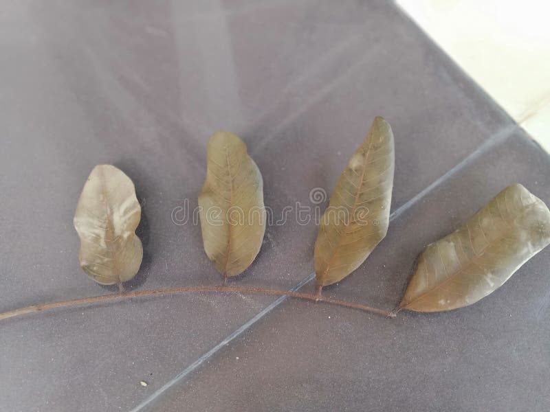 Dry longan leaves stock image. Image of hand, plant - 269364683