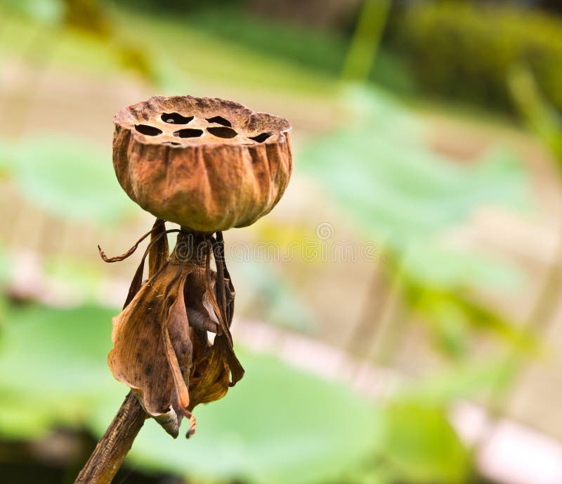 Dry lotus flower stock image. Image of withered, lotus - 27567633