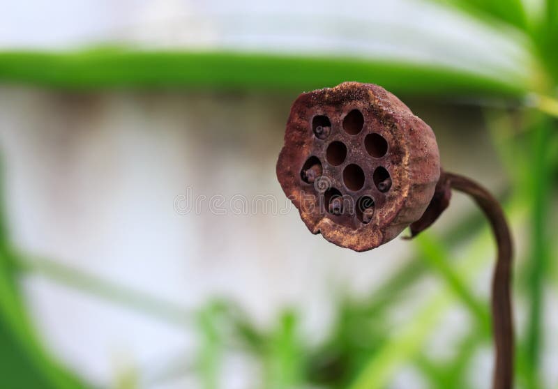 Dry lotus, lotus flower stock image. Image of beautiful - 78684049