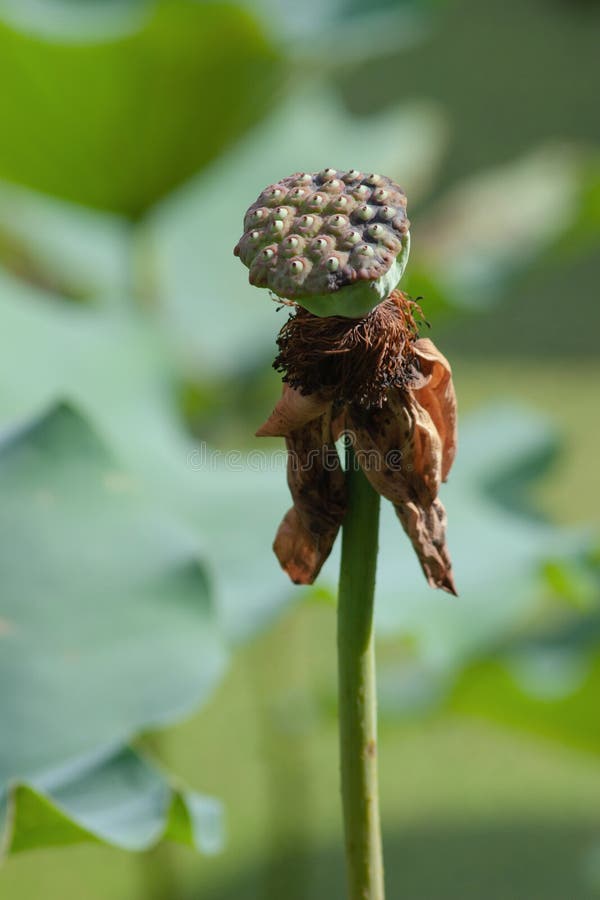 A Dry of Lotus Seed Head at Pool Stock Photo - Image of plant, leaf ...