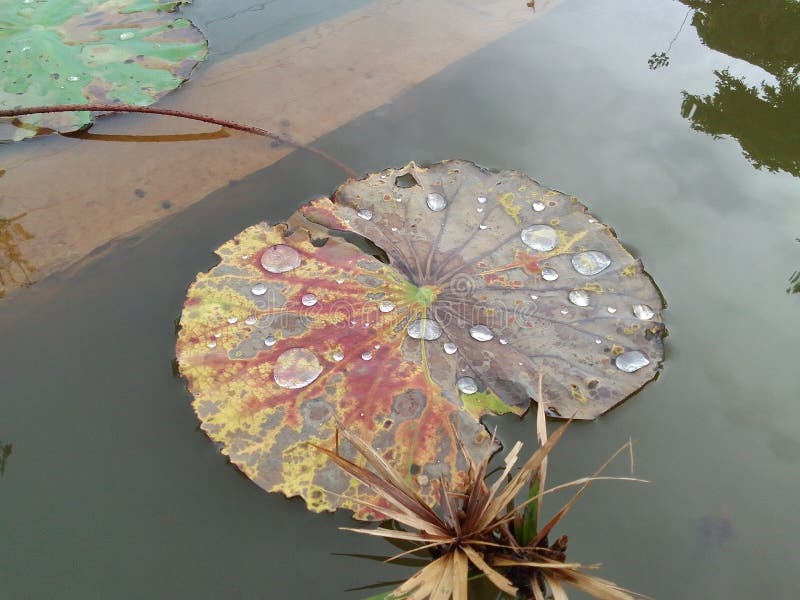 Dry Lotus Tree Leaves Filled with Raindrops Stock Photo - Image of ...