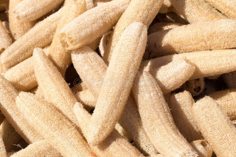 Dry Luffa Cylindrica stock photo. Image of gourd, color - 82909876