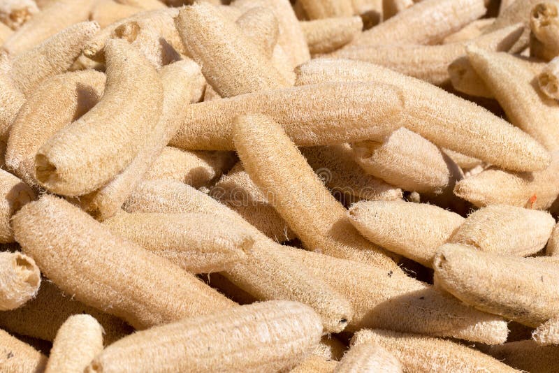 Dry Luffa Cylindrica stock photo. Image of suakwa, vegetablesponge ...