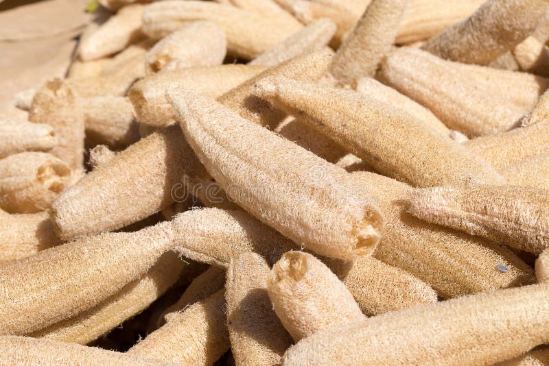 Dry Luffa Cylindrica stock image. Image of fiber, cylindrica - 83547279